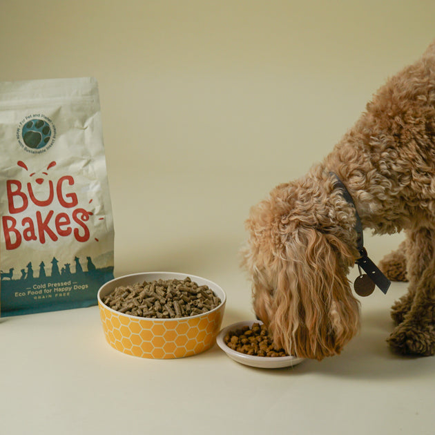 Regular - Hypoallergenic Dry Dog Food Insect Protein Cold-Pressed – Bug ...